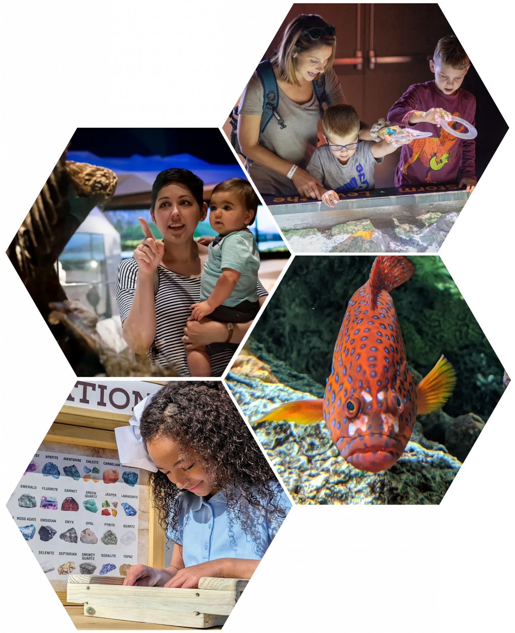 Cook Museum of Natural Science | Life is Amazing