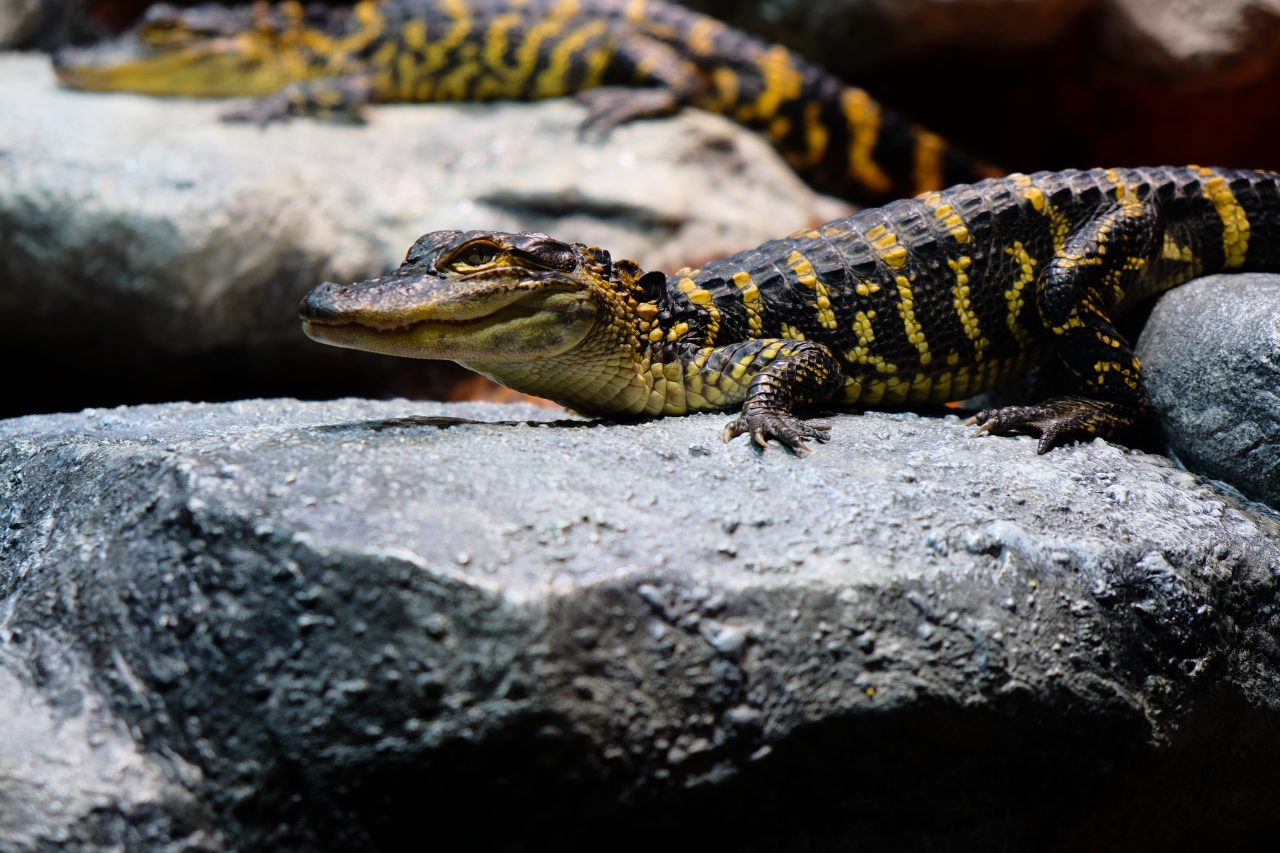 Live Animals | Cook Museum of Natural Science