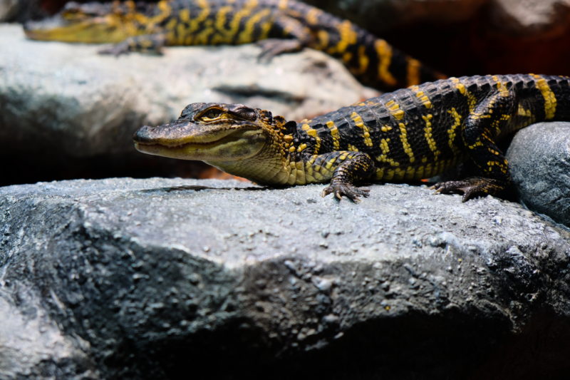 Cook Museum of Natural Science | Life is Amazing