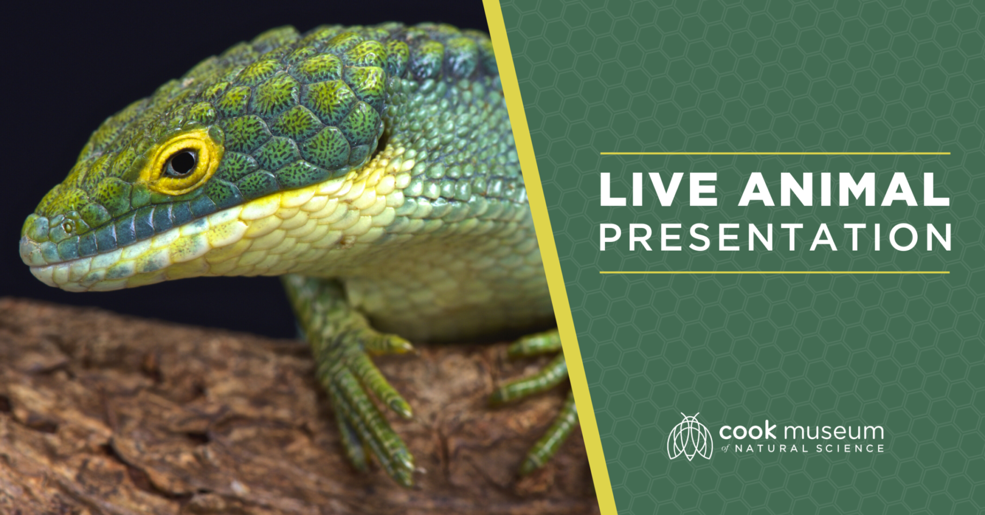 Live Animal Presentation | Cook Museum of Natural Science