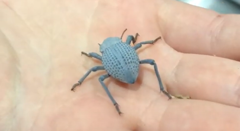 Blue Death Feigning Beetle | Cook Museum of Natural Science