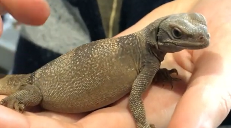 Chuckwalla Lizard | Cook Museum of Natural Science