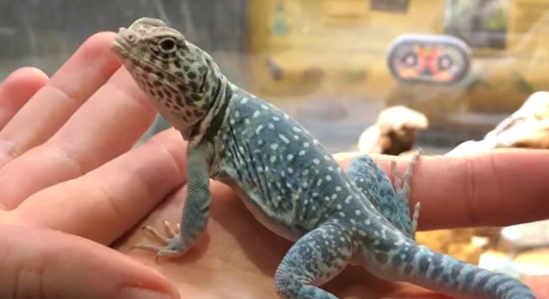 Eastern Collared Lizard | Cook Museum of Natural Science