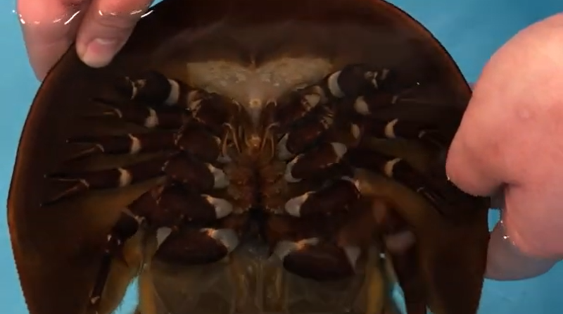 Horseshoe Crab | Cook Museum of Natural Science