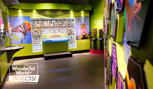 Exhibits | Cook Museum of Natural Science