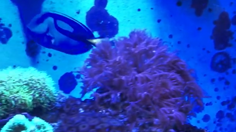 Live Coral Aquarium | Cook Museum of Natural Science