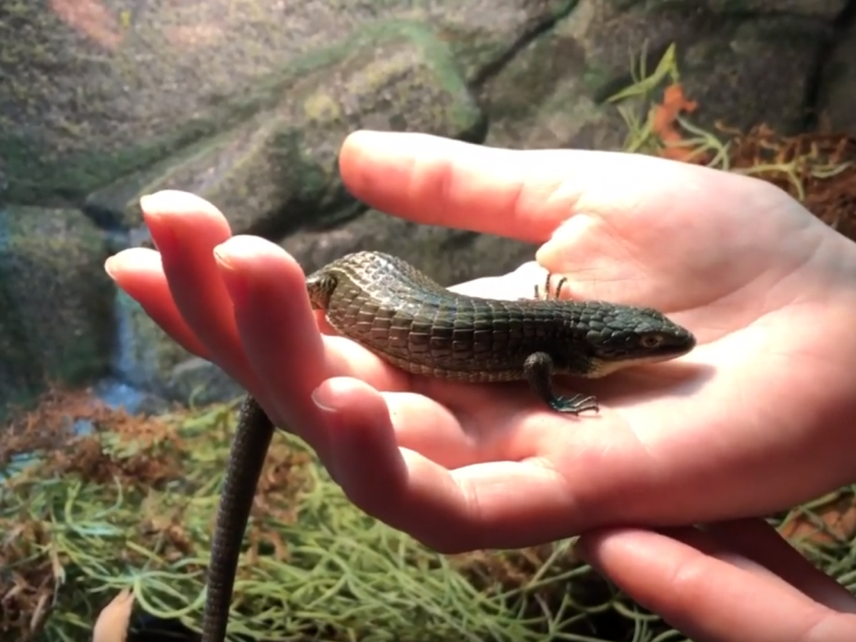 Mexican Alligator Lizard | Cook Museum of Natural Science