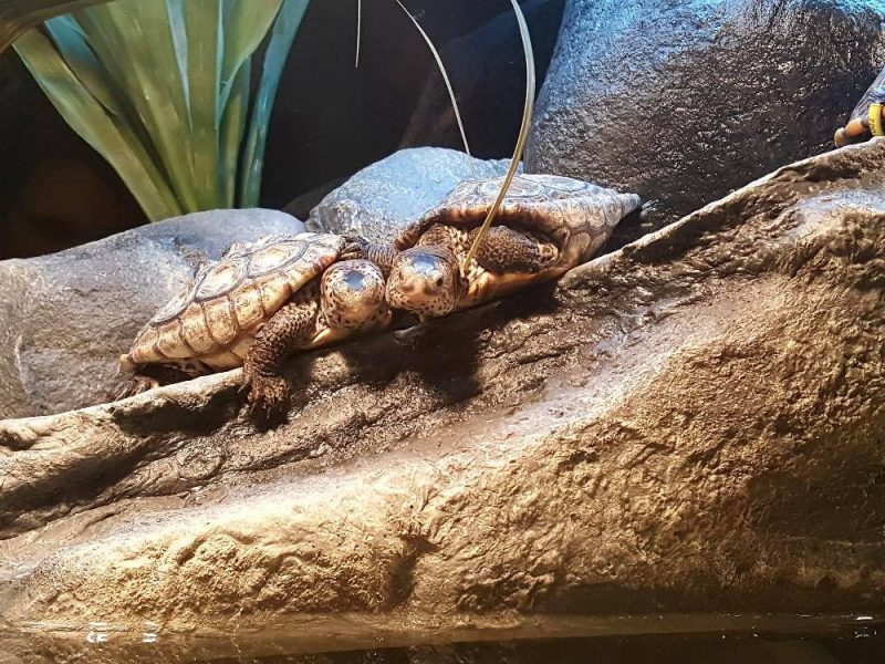 Five Fast Facts About Turtles | Cook Museum of Natural Science