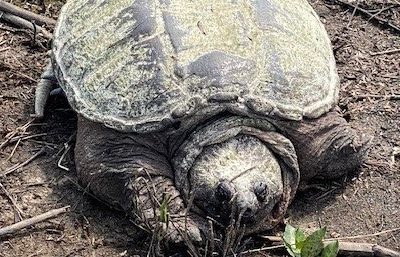 Common Snapping Turtle Facts | Cook Museum of Natural Science