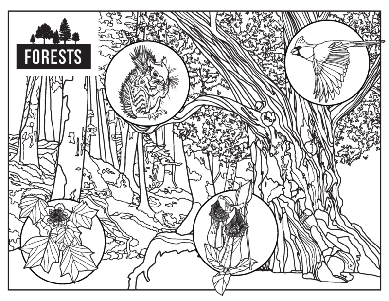 Forests | Cook Museum of Natural Science