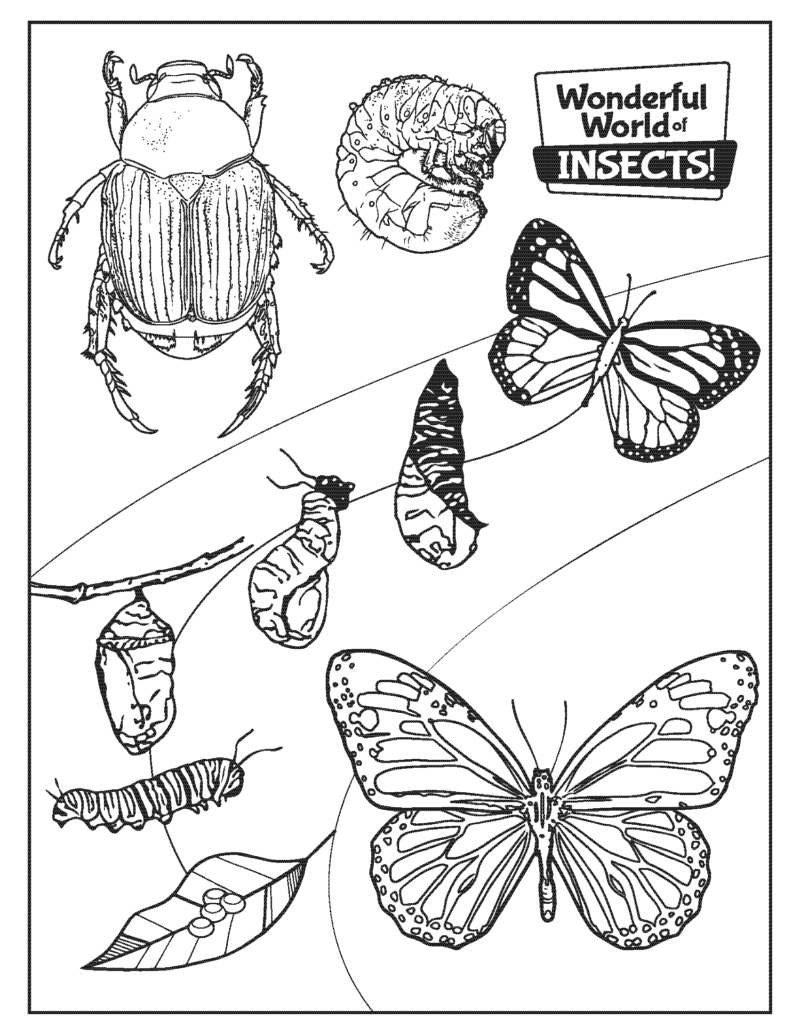 Wonderful world of insects | Cook Museum of Natural Science