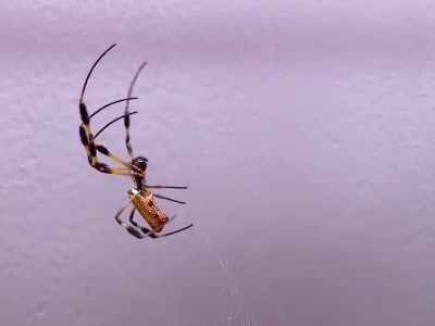 Spider Special | Cook Museum of Natural Science