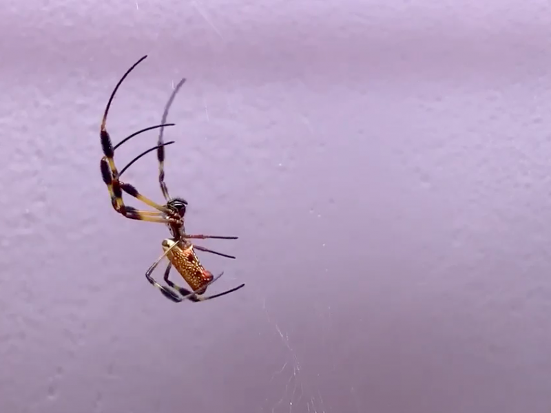 Spider Special | Cook Museum of Natural Science