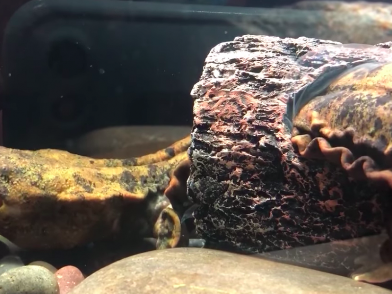 Eastern Hellbender Skin Shed | Cook Museum of Natural Science