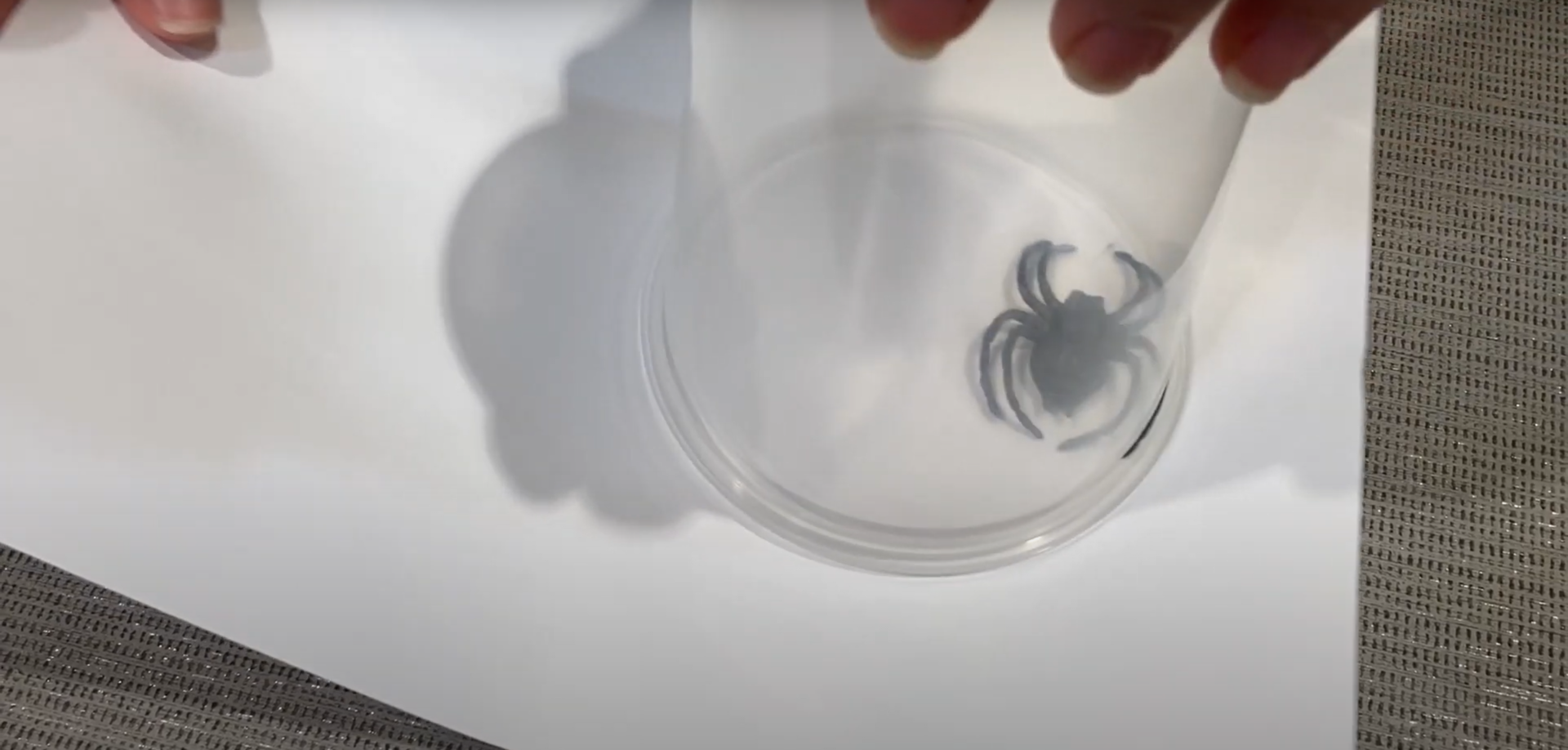 How to Safely Remove a Spider from Your Home | Cook Museum of Natural ...