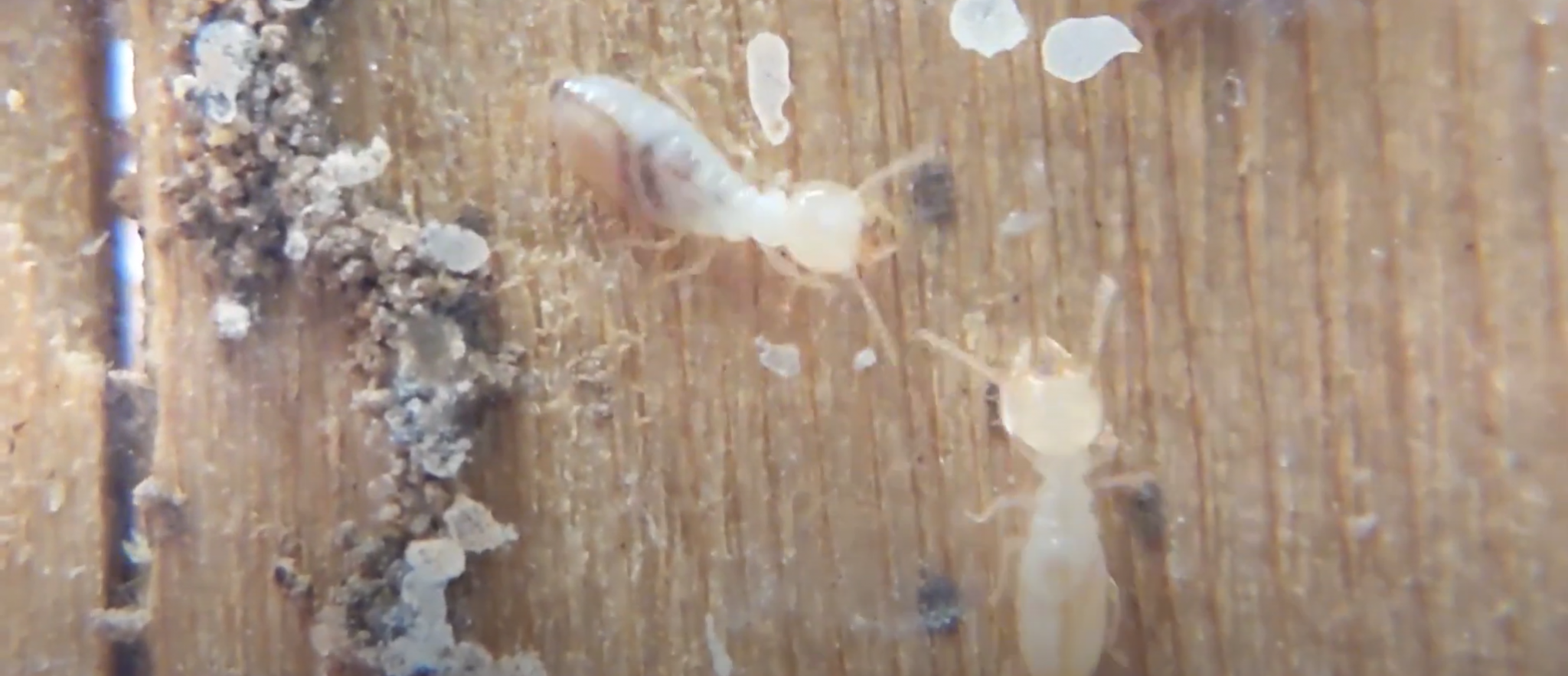 Eastern Subterranean Termite Facts | Cook Museum of Natural Science