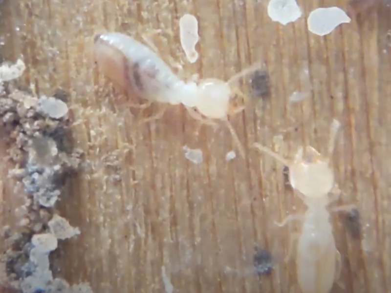 Eastern Subterranean Termite Facts | Cook Museum of Natural Science