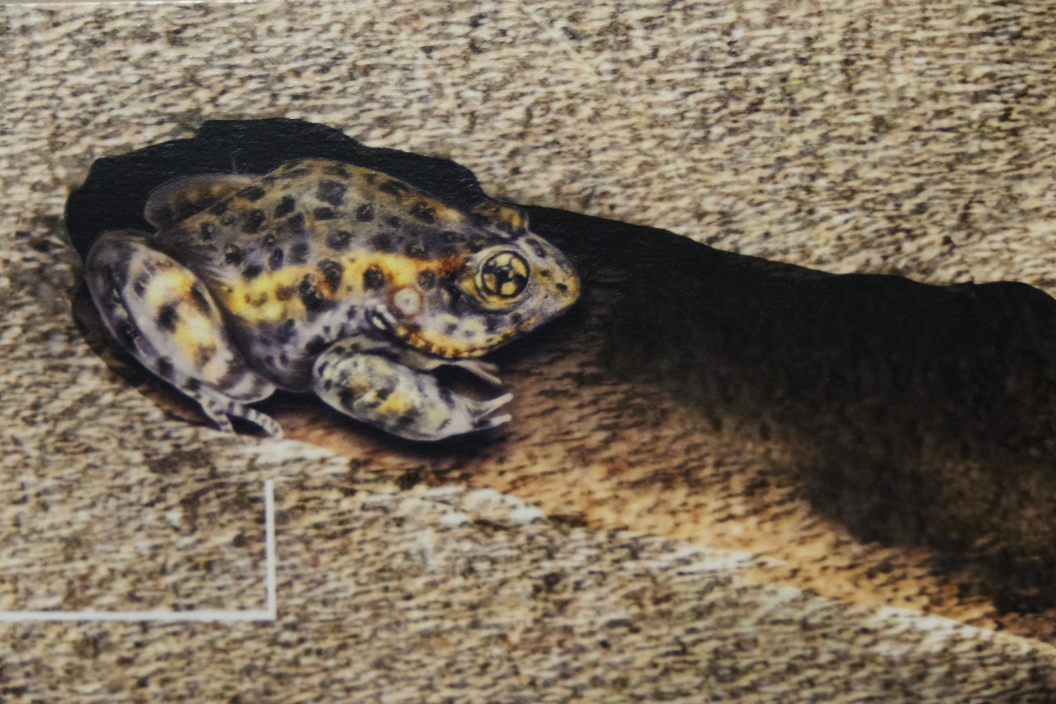 Frog Finder Scavenger Hunt | Cook Museum of Natural Science