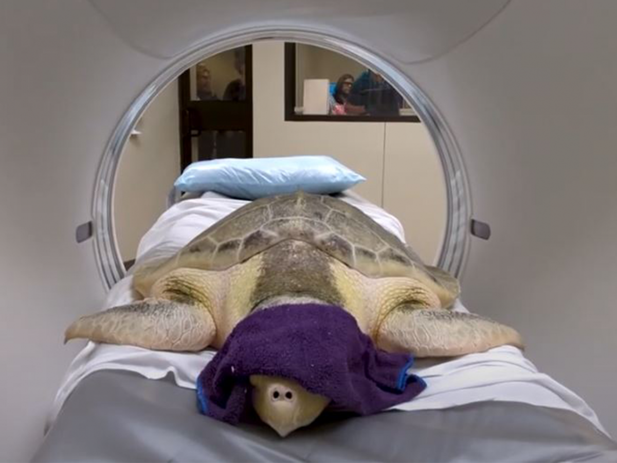 Kale CT scan at Decatur Morgan Hospital | Cook Museum of Natural Science