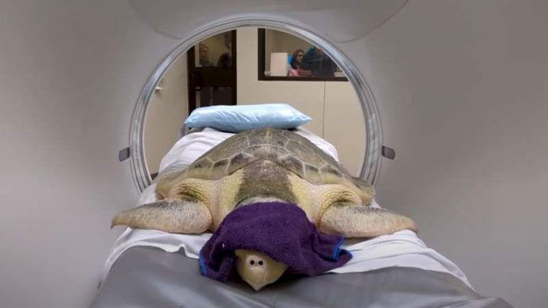 video still | Cook Museum of Natural Science