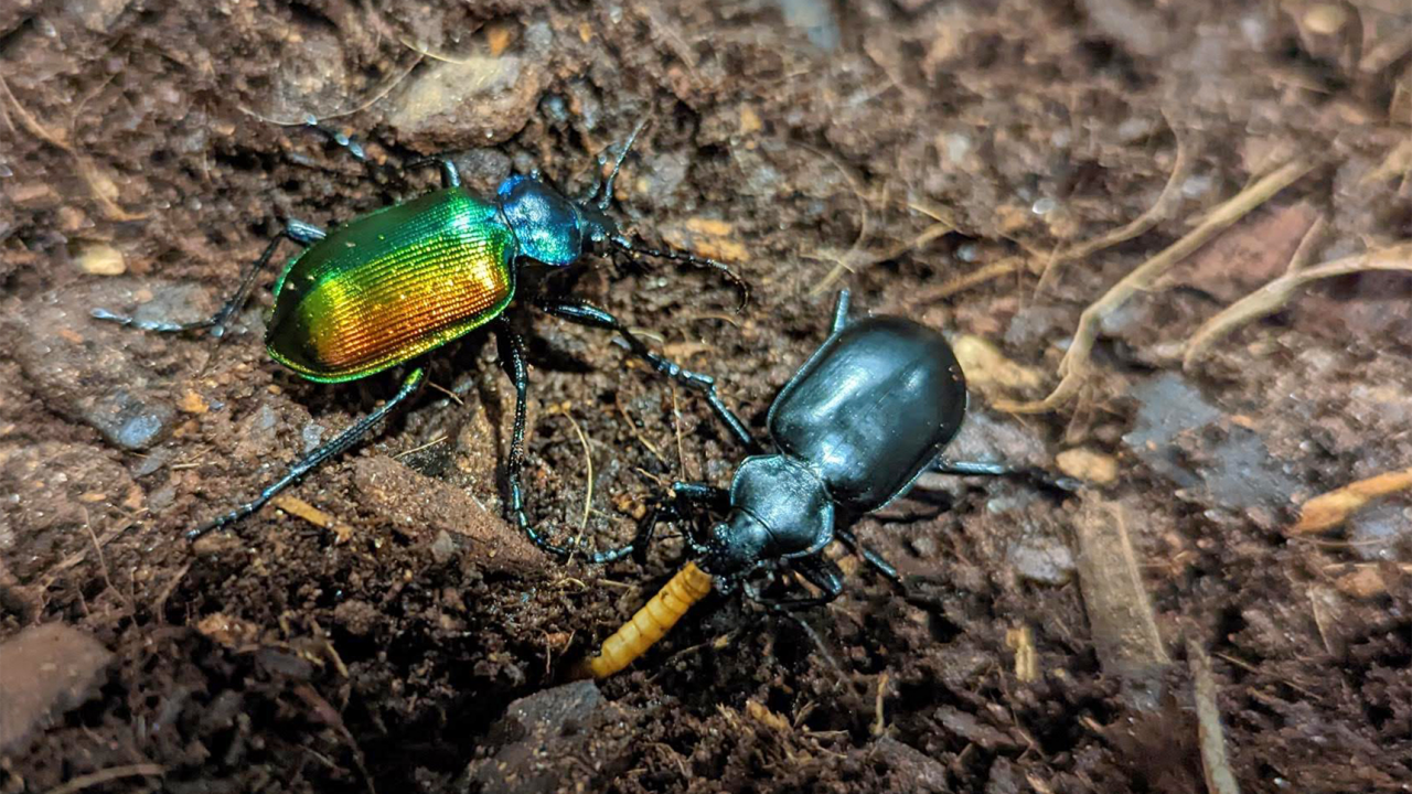 152.PHO.CaterpillarHunter(version3)_web | Cook Museum of Natural Science