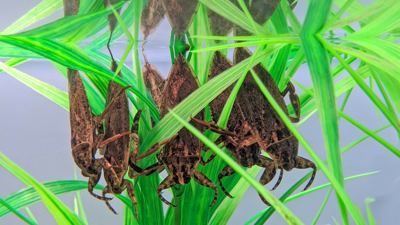 Insect Puzzle: Giant Water Bug | Cook Museum of Natural Science