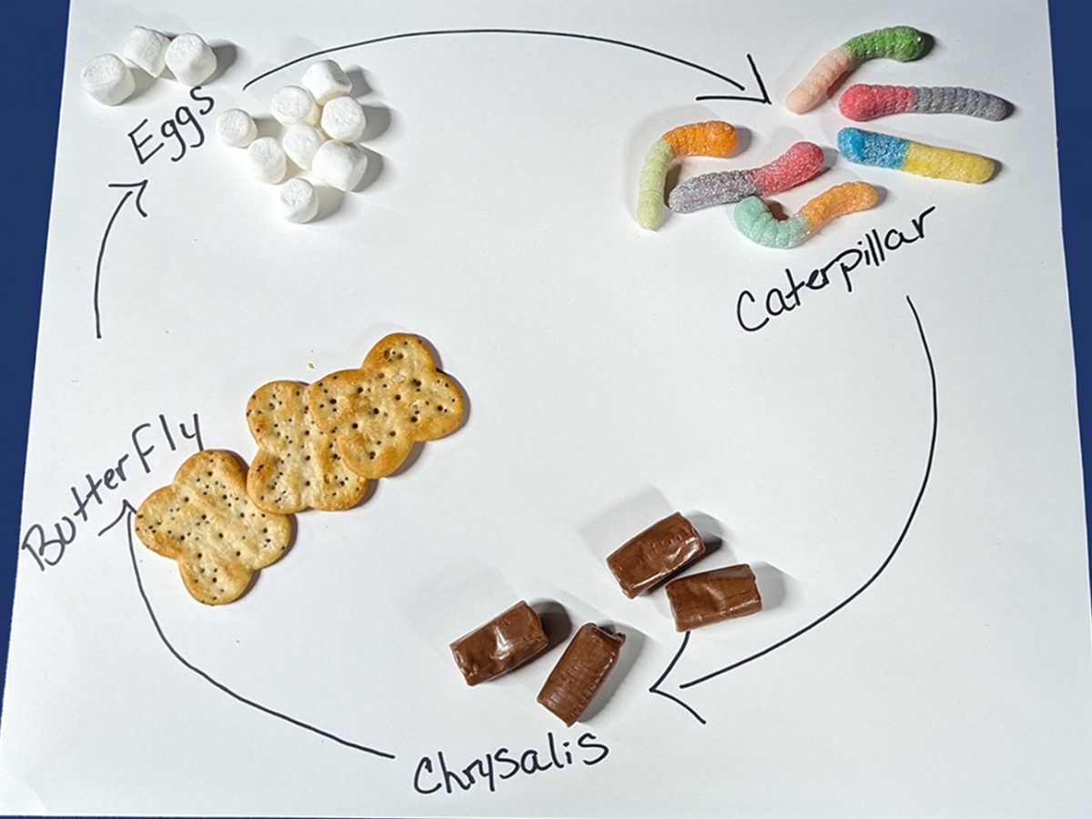 Edible Butterfly Life Cycle | Cook Museum of Natural Science
