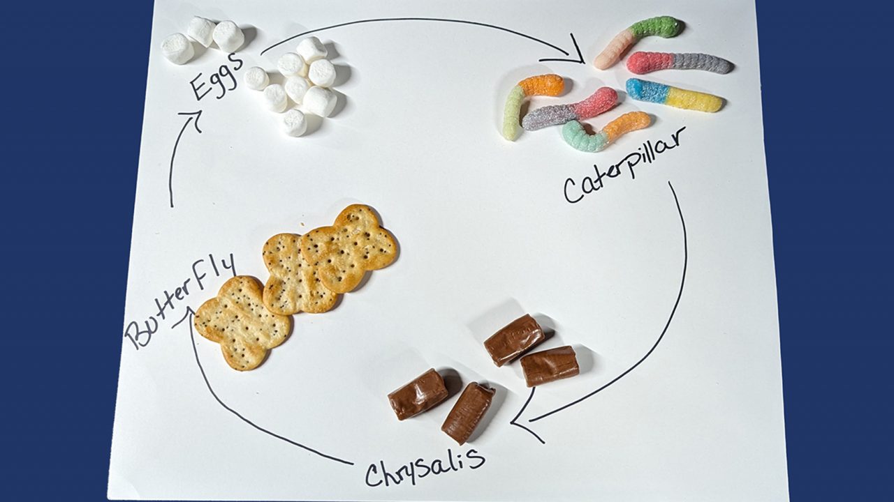 Snack Time: Edible Butterfly Life Cycle | Cook Museum of Natural Science