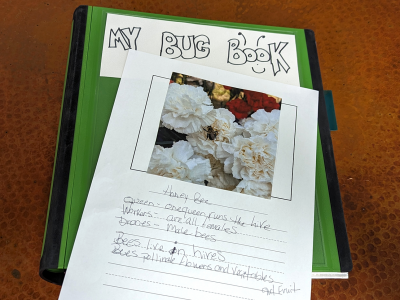 Make Your Own Bug Book | Cook Museum of Natural Science