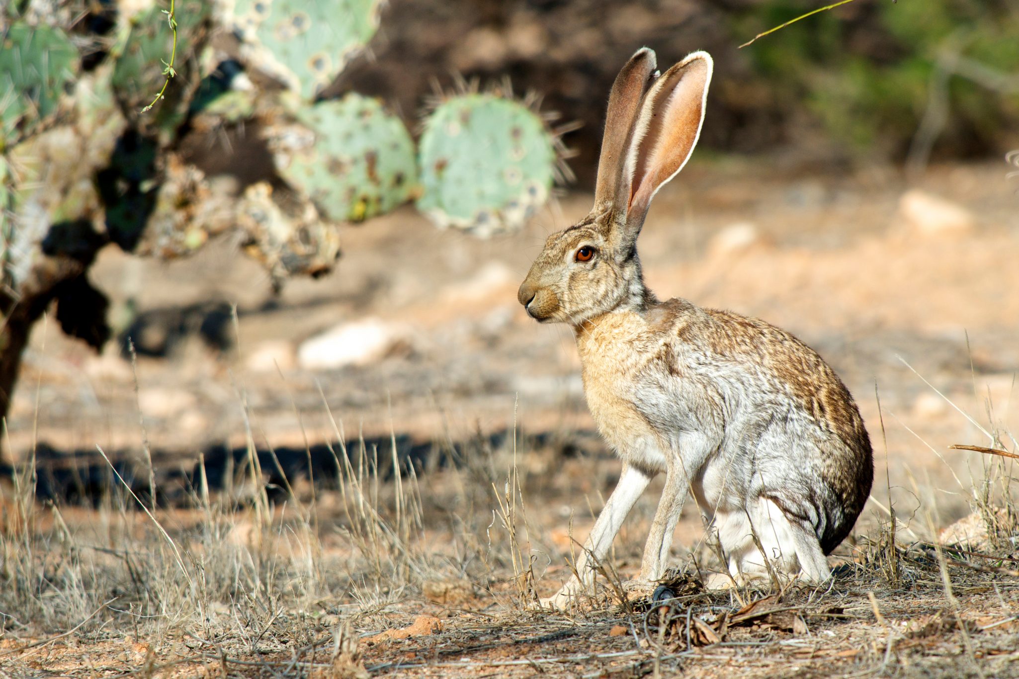 Desert Puzzle: Jackrabbit | Cook Museum of Natural Science