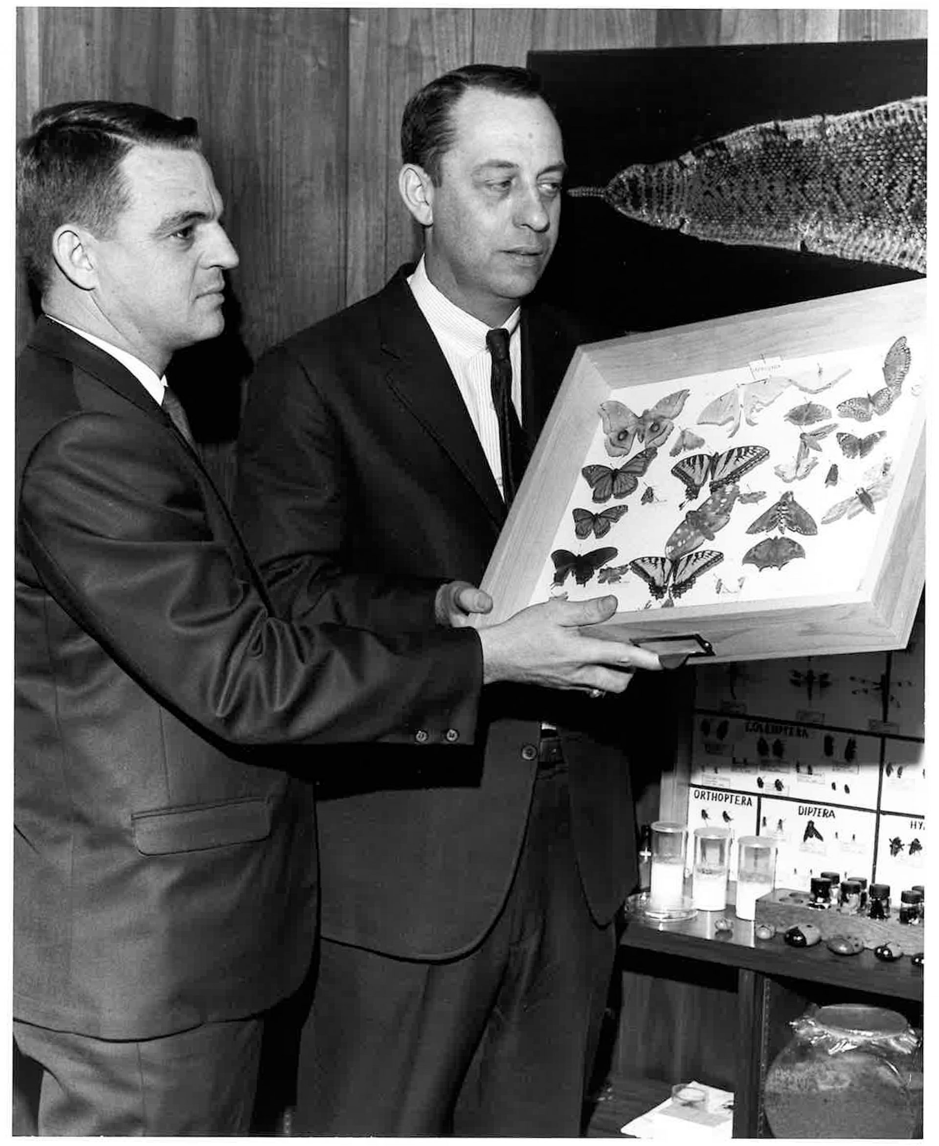 Sneak a Peek: Insect Collection | Cook Museum of Natural Science