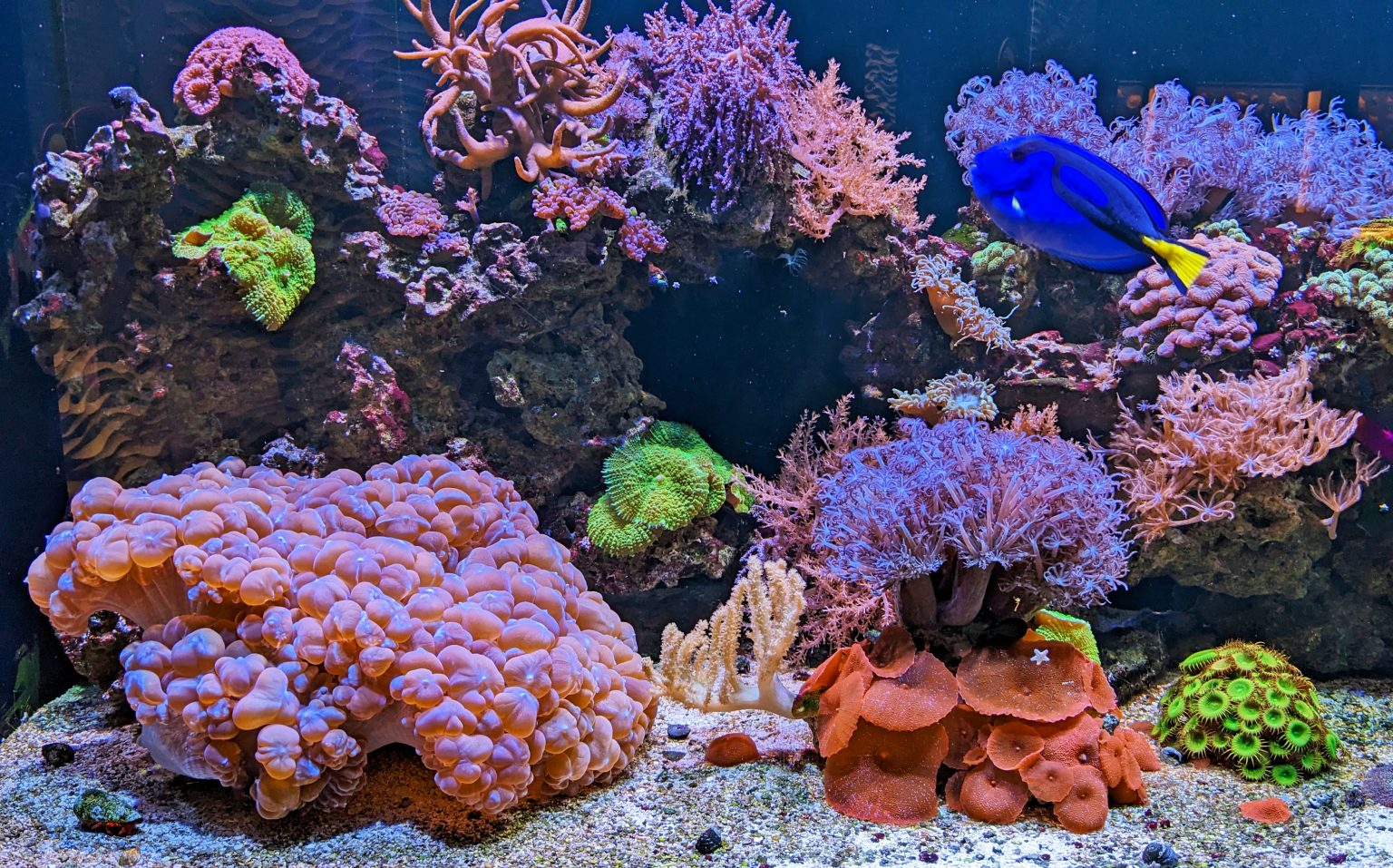 Ocean Puzzle: Coral Tank | Cook Museum of Natural Science